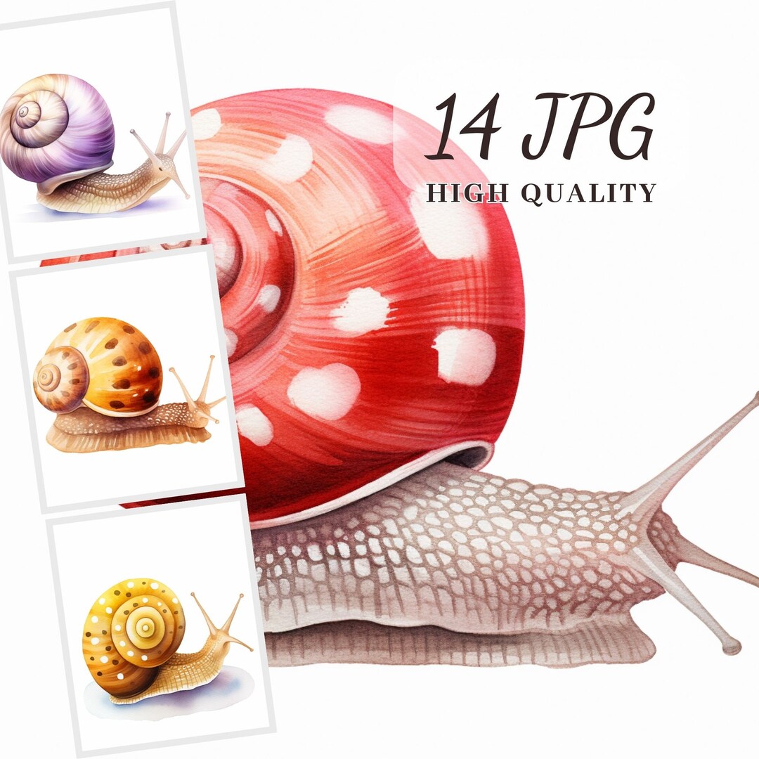 Beautiful Snails Clipart, 14 High Quality Illustrations, Digital ...
