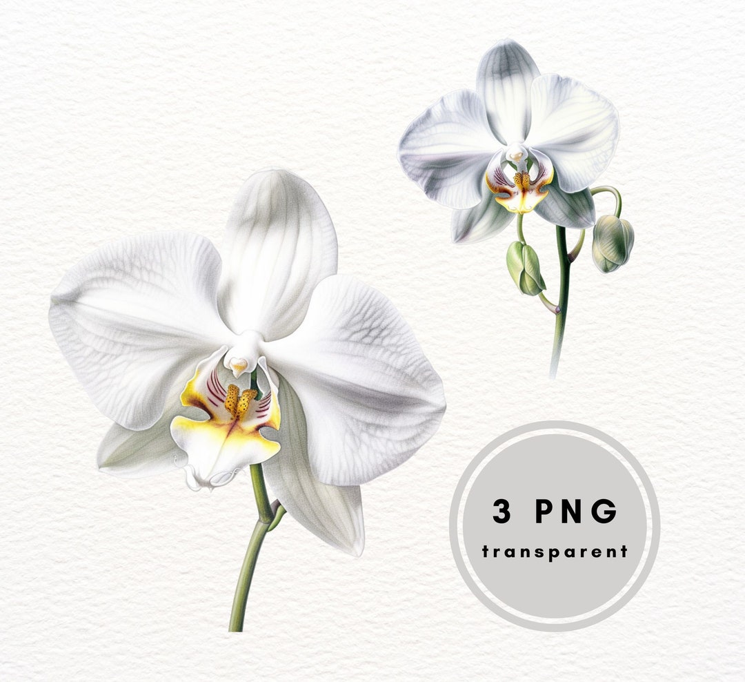White Orchid Watercolor Clipart: Tropical Floral PNG Bundle (commercial ...