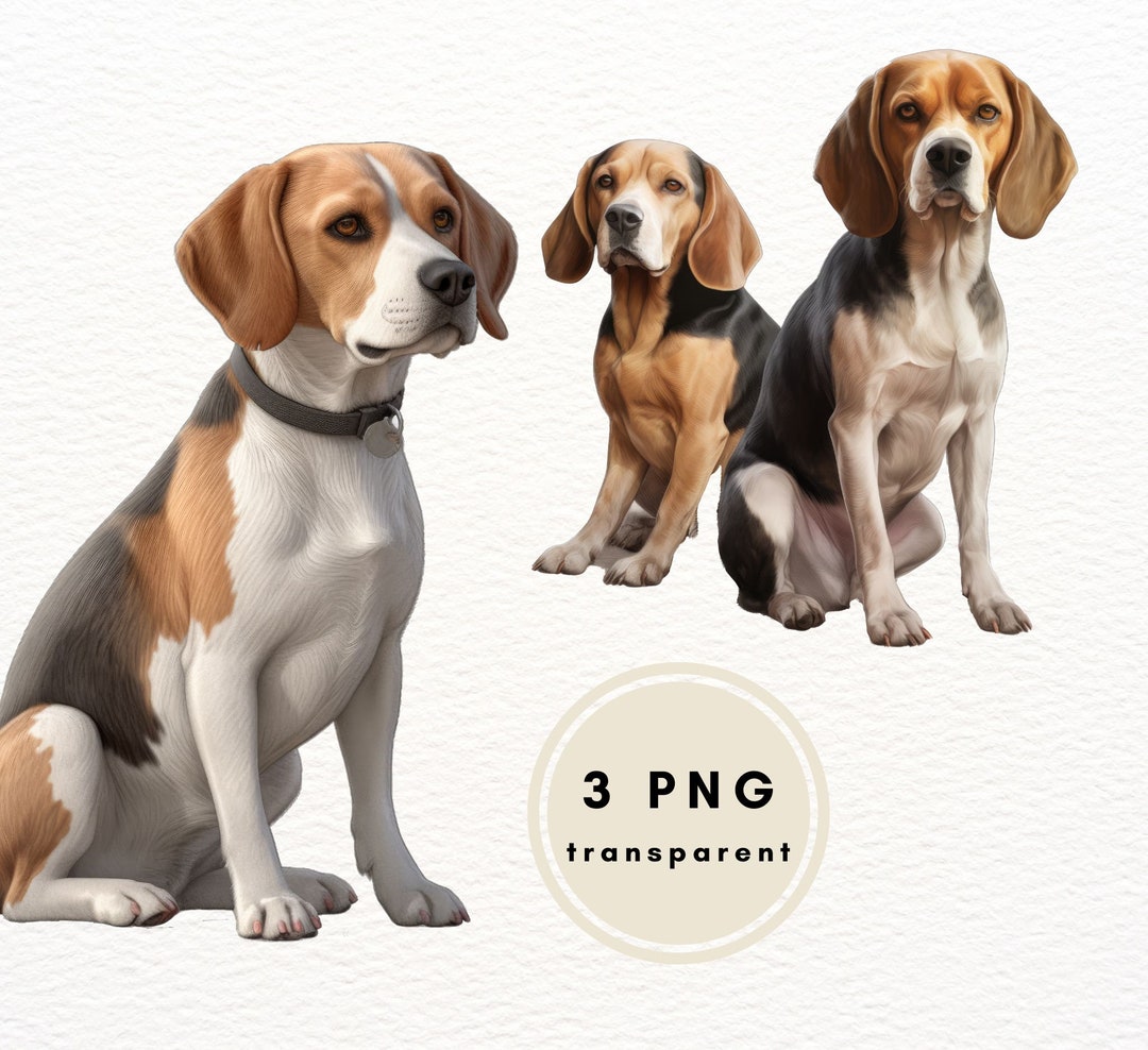 Beagle Clipart Bundle, Transparent PNG Images (commercial Use) - Etsy