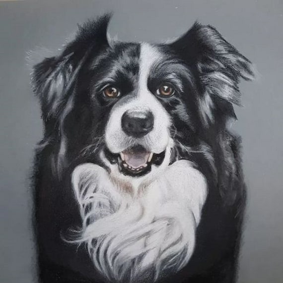 Border Collie Color Pencil Drawing Digital Download - Etsy