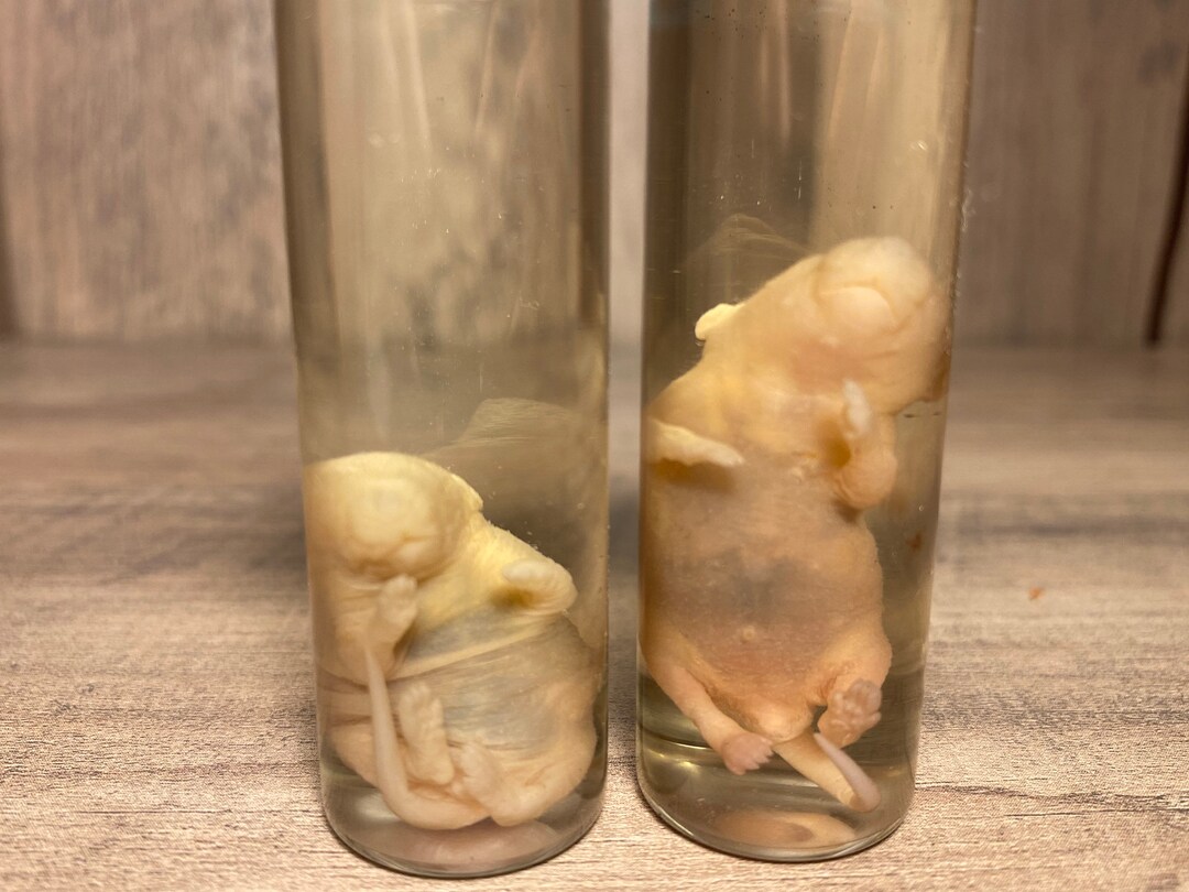Wet Prepped Rat Pinkies - Etsy