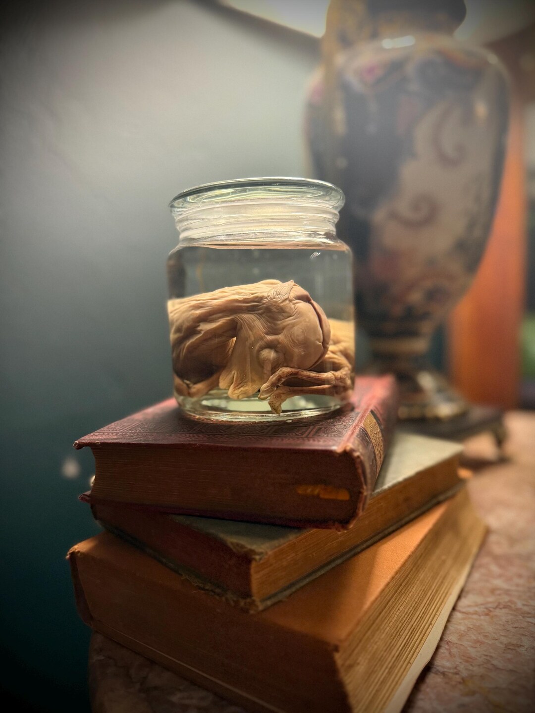 Preterm Fetal Goat Wet Specimen - Etsy