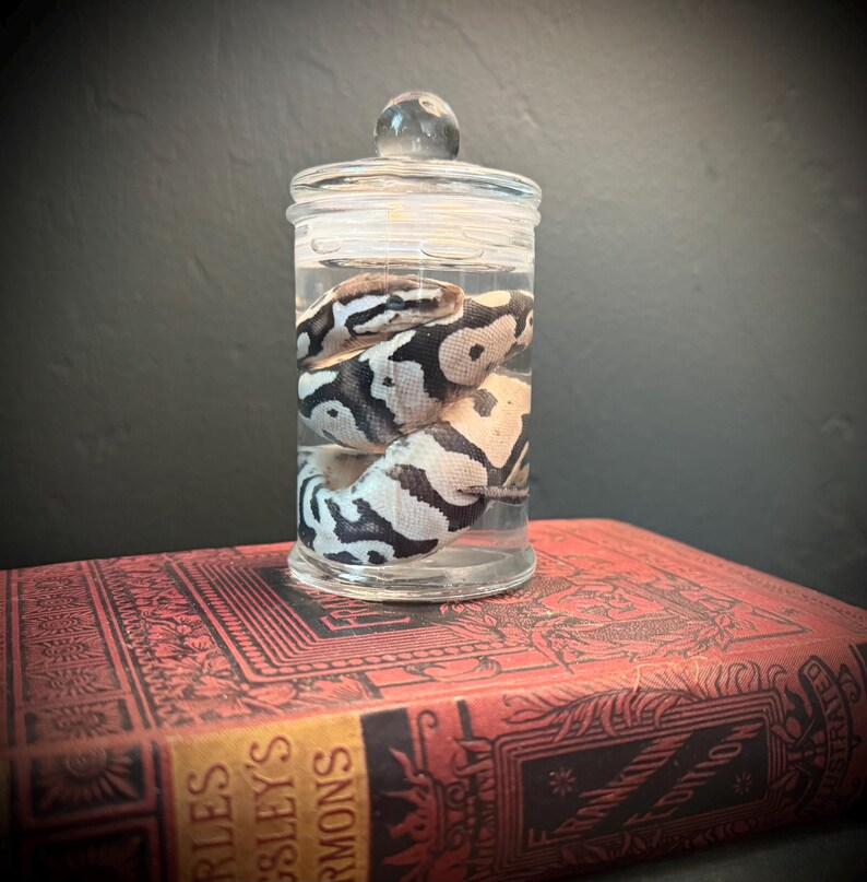 Deformed Ball Python Hatchling (overbite) - Etsy