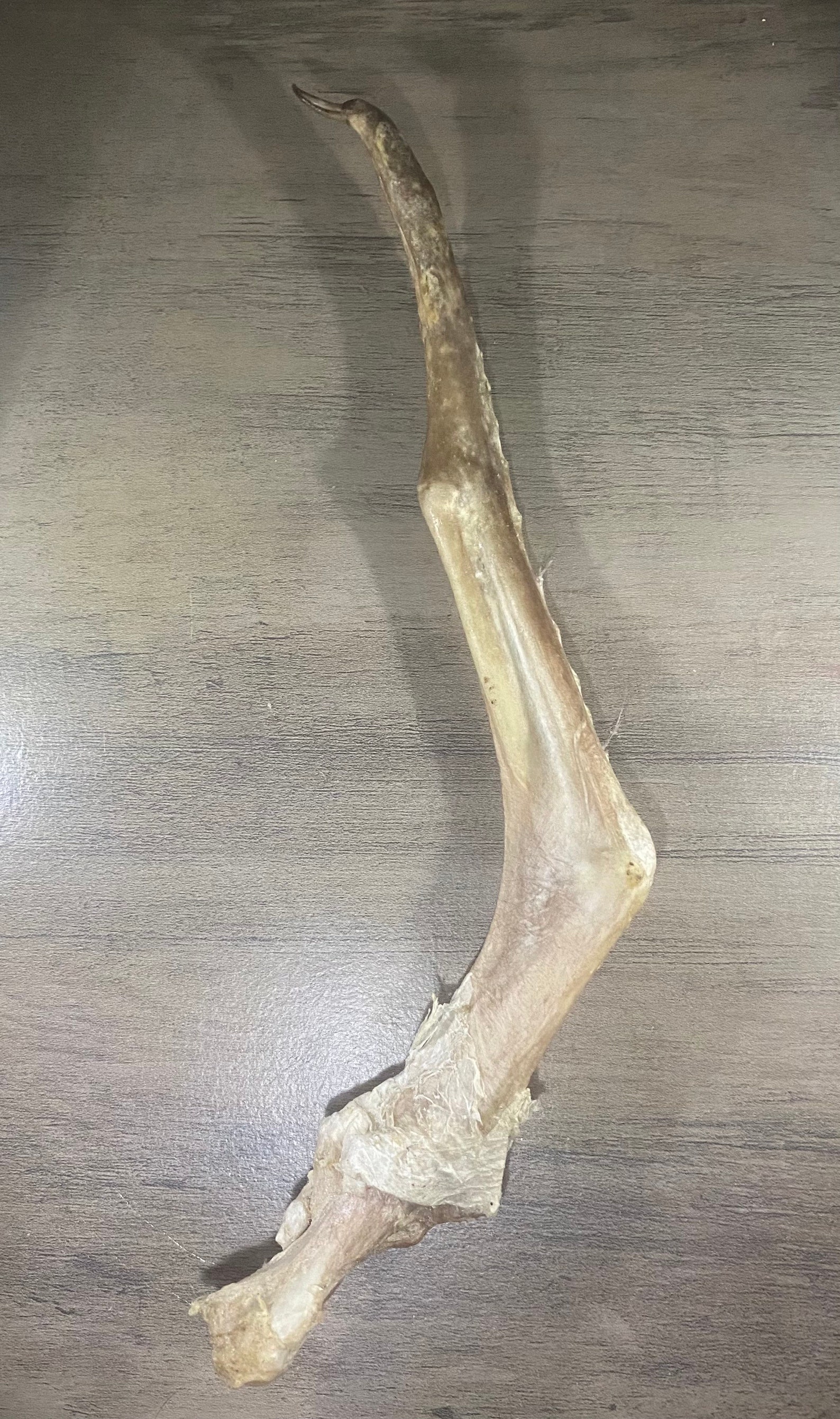 Mummified Emu Wing With Claw-dinosaur Arm - Etsy Singapore