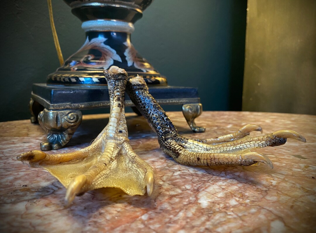 Pair of Mummified Duck Feet - Etsy