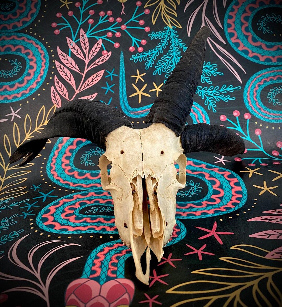 Fused 4 Horn Jacobs Ram Skull- 3 Horn Ram - Etsy