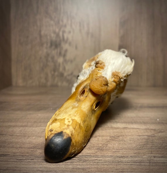 Mummified Muscovy Duck Head - Etsy