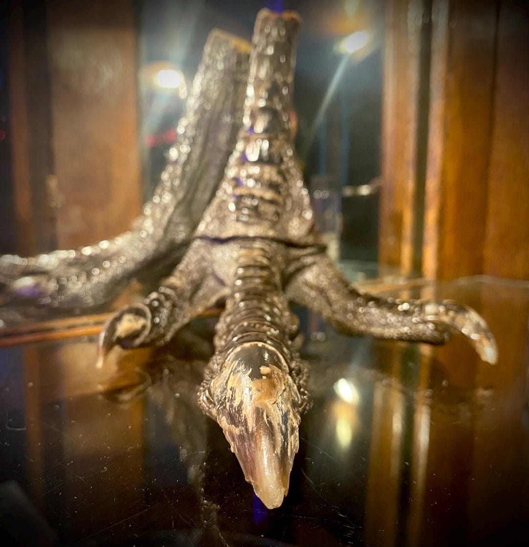 Ethically Sourced Mummified Emu Foot - Etsy