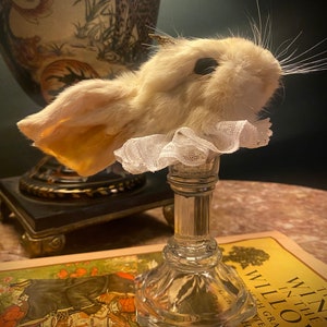 Bunnycorn Head Mount Taxidermy Rabbit Head - Etsy