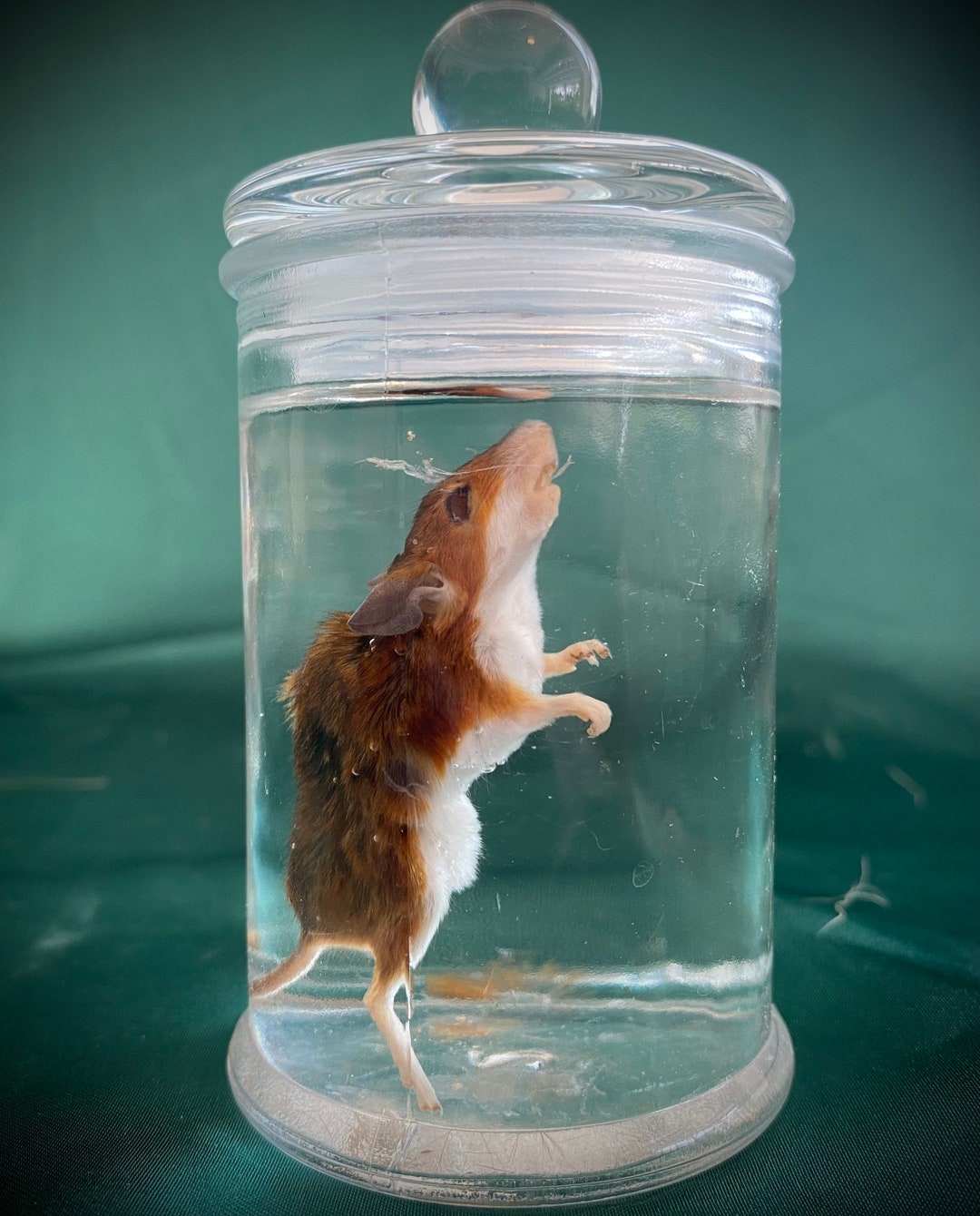 Adult African Pygmy Mouse Wet Specimen - Etsy