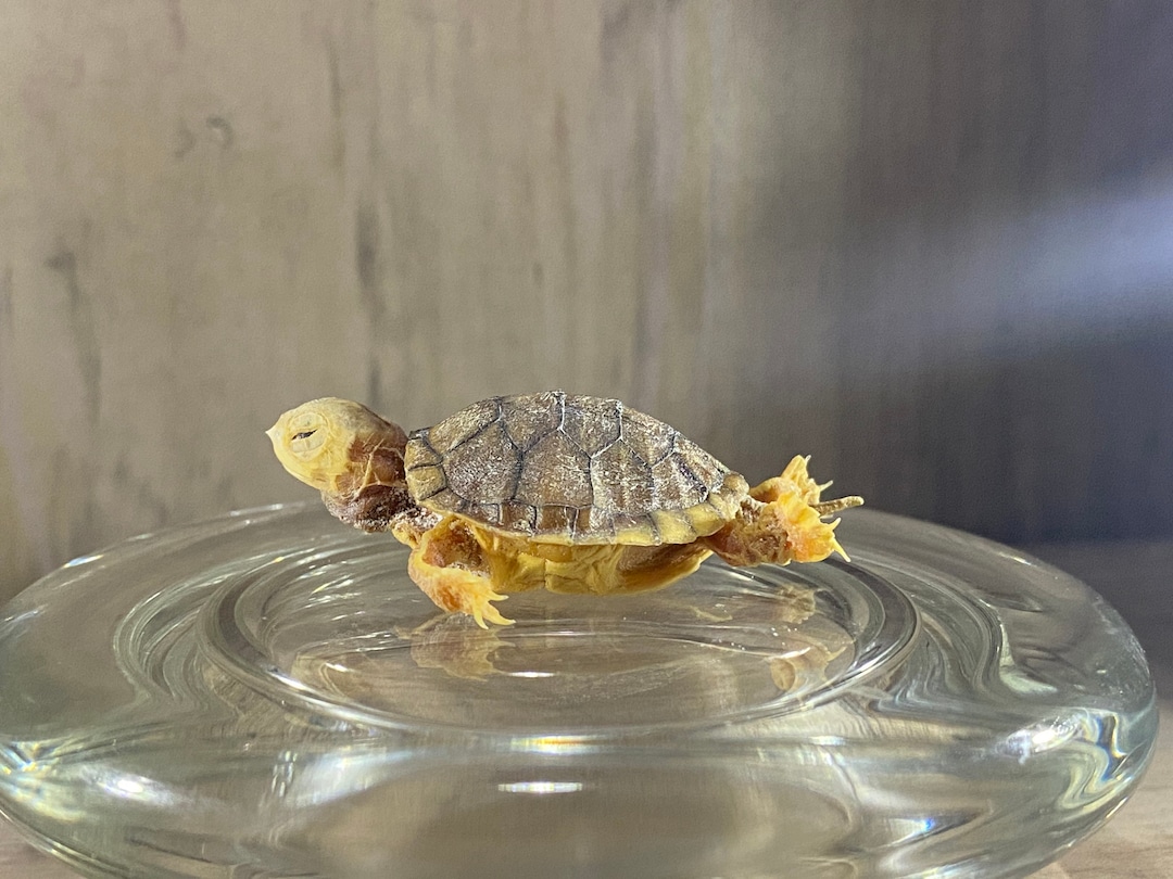 Caramel Albino Red Eared Slider Hatchling Mummy - Etsy