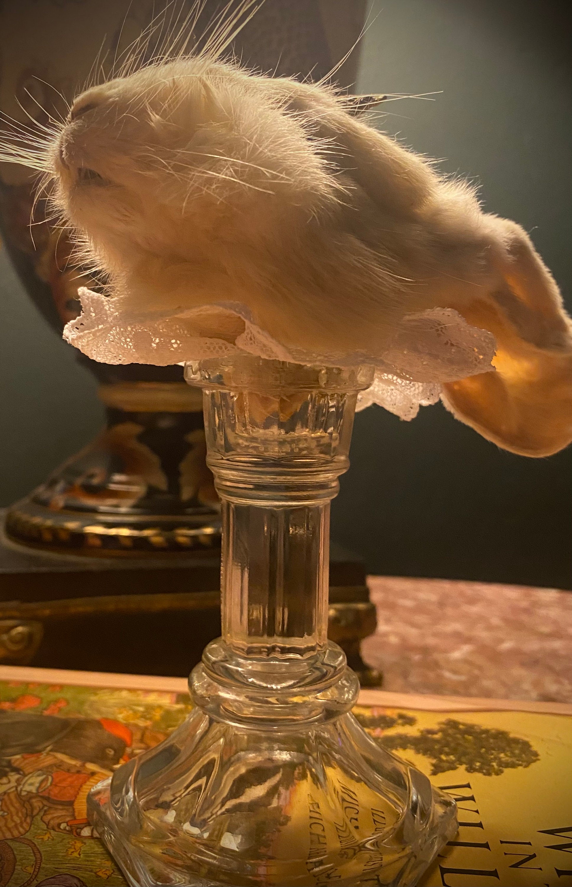 Bunnycorn Head Mount Taxidermy Rabbit Head - Etsy