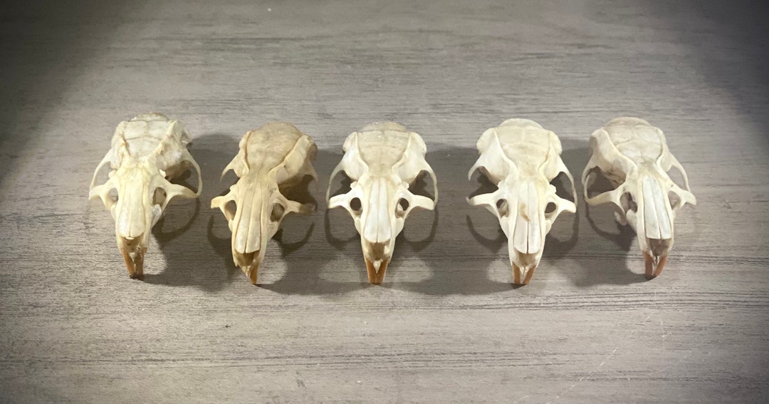 Cleaned, Raw Rat Skulls Lot of 5 - Etsy