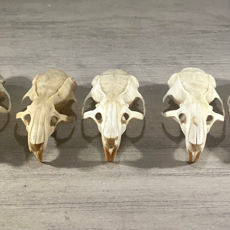 Skull Cane Handle - Etsy