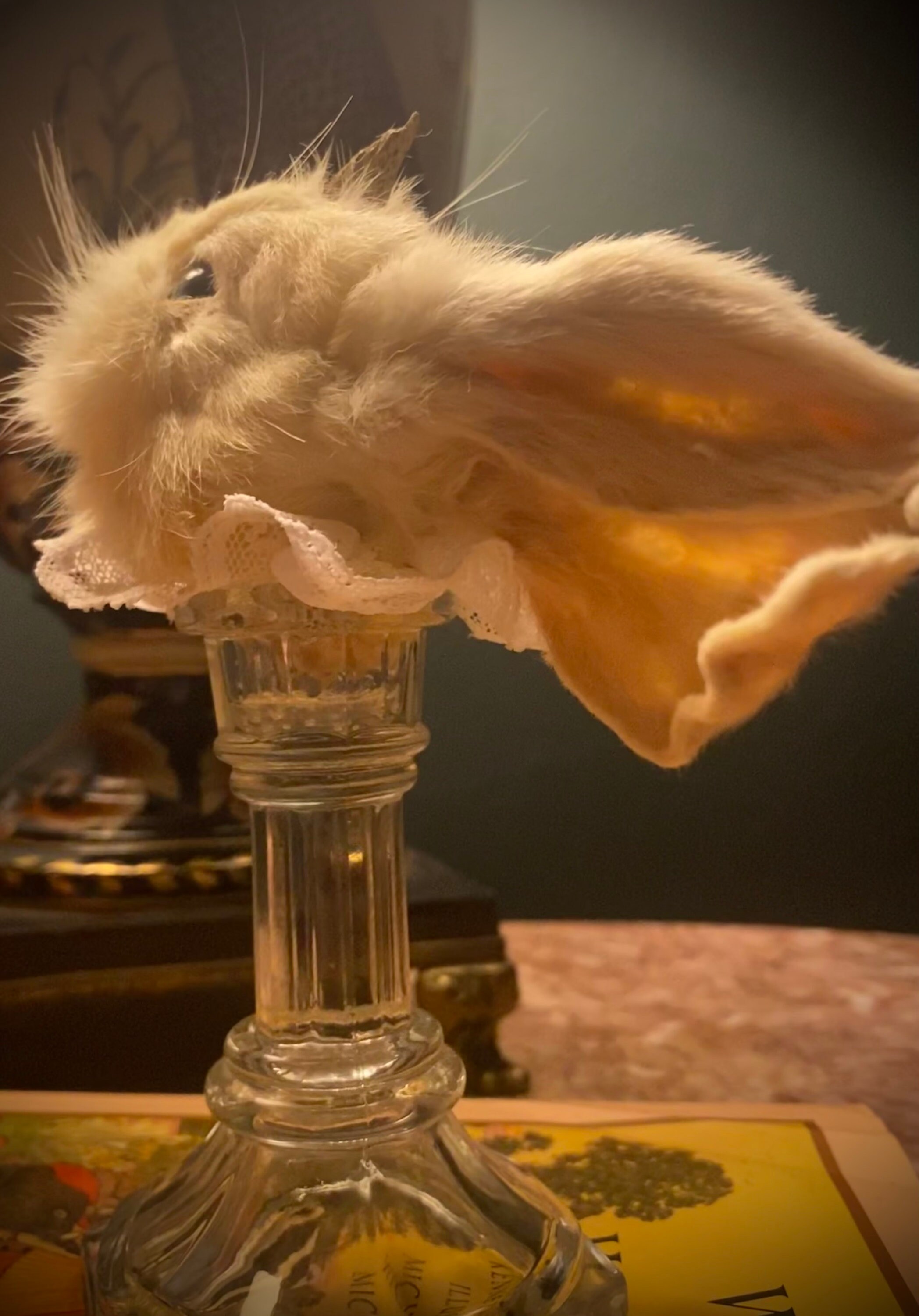 Bunnycorn Head Mount Taxidermy Rabbit Head - Etsy