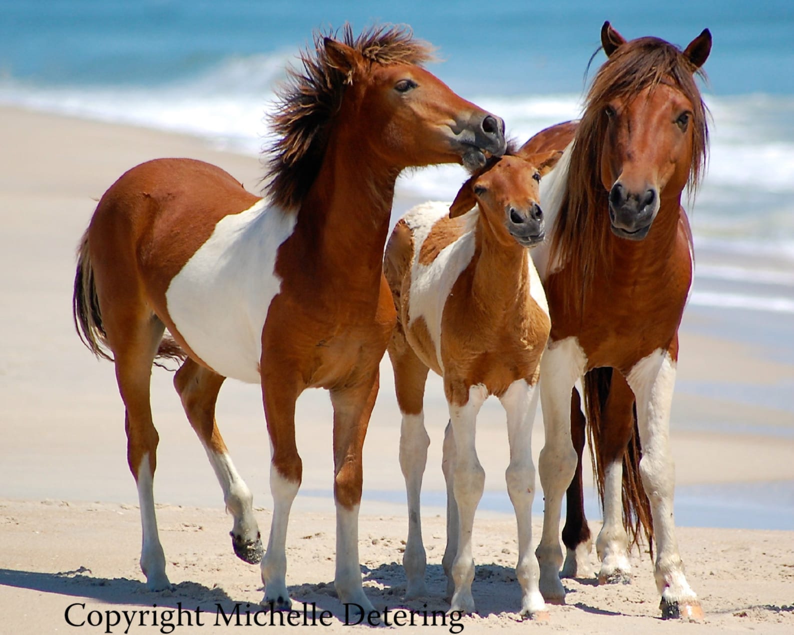 Wild Horses Love Digital Photography Horse Photography Wild - Etsy