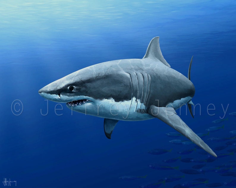 Great White Shark Painting 8x10 Fine Art Print From an - Etsy