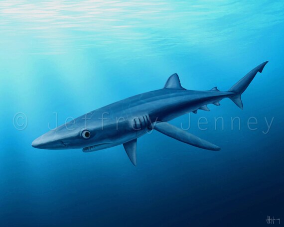 Blue Shark Print Fine Art Print From an Original Painting | Etsy