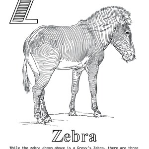 A-Z Animal Coloring Book - Digital Download - Print at Home - 26 Pages ...