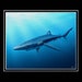 Blue Shark Print Fine Art Print From an Original Painting 8x10 by ...