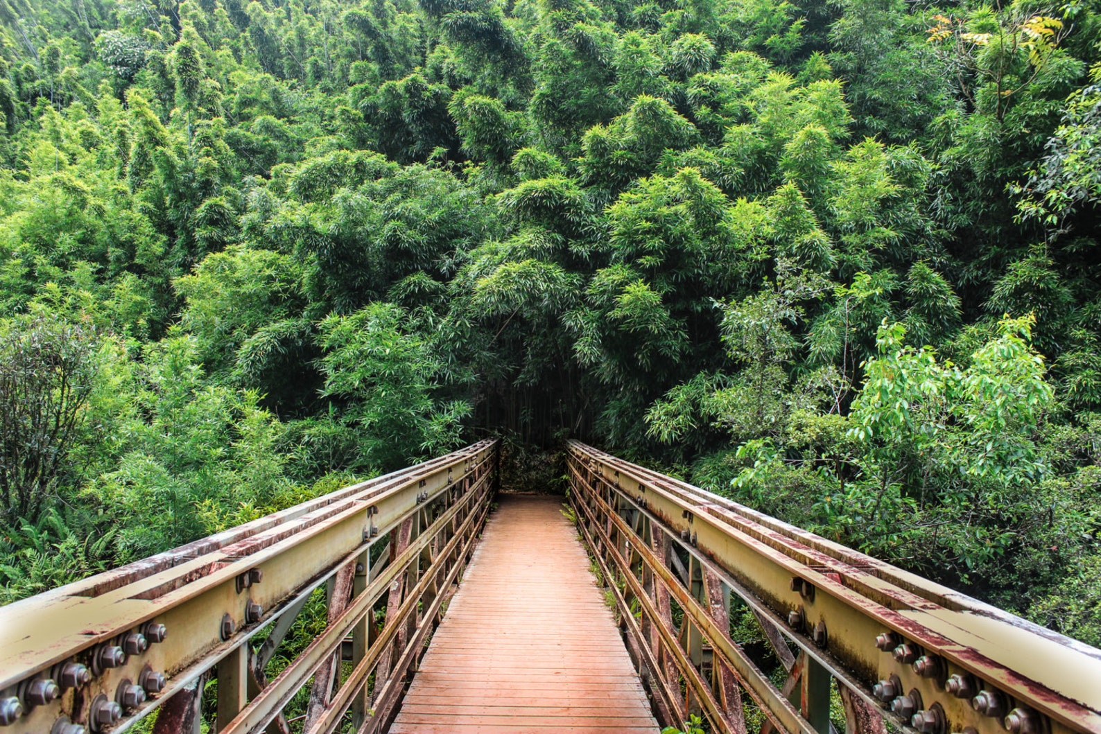 Road to Hana Maui Hawaii Bamboo Forest, Bridge Waterfall Zen Print Fine ...