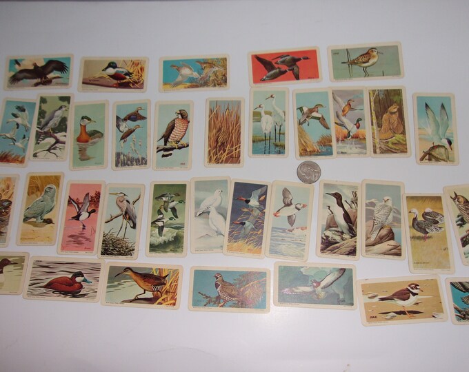 Red Rose Trading Cards - Birds of North America - Brooke Bonde, Blue ...