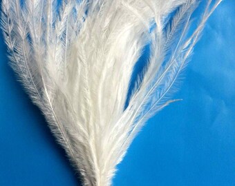 Feathers 100 Thin Real Ostrich Feathers in Black or White Feathers Black Feathers White Feathers Wedding Hats Craft Projects Etsy UK