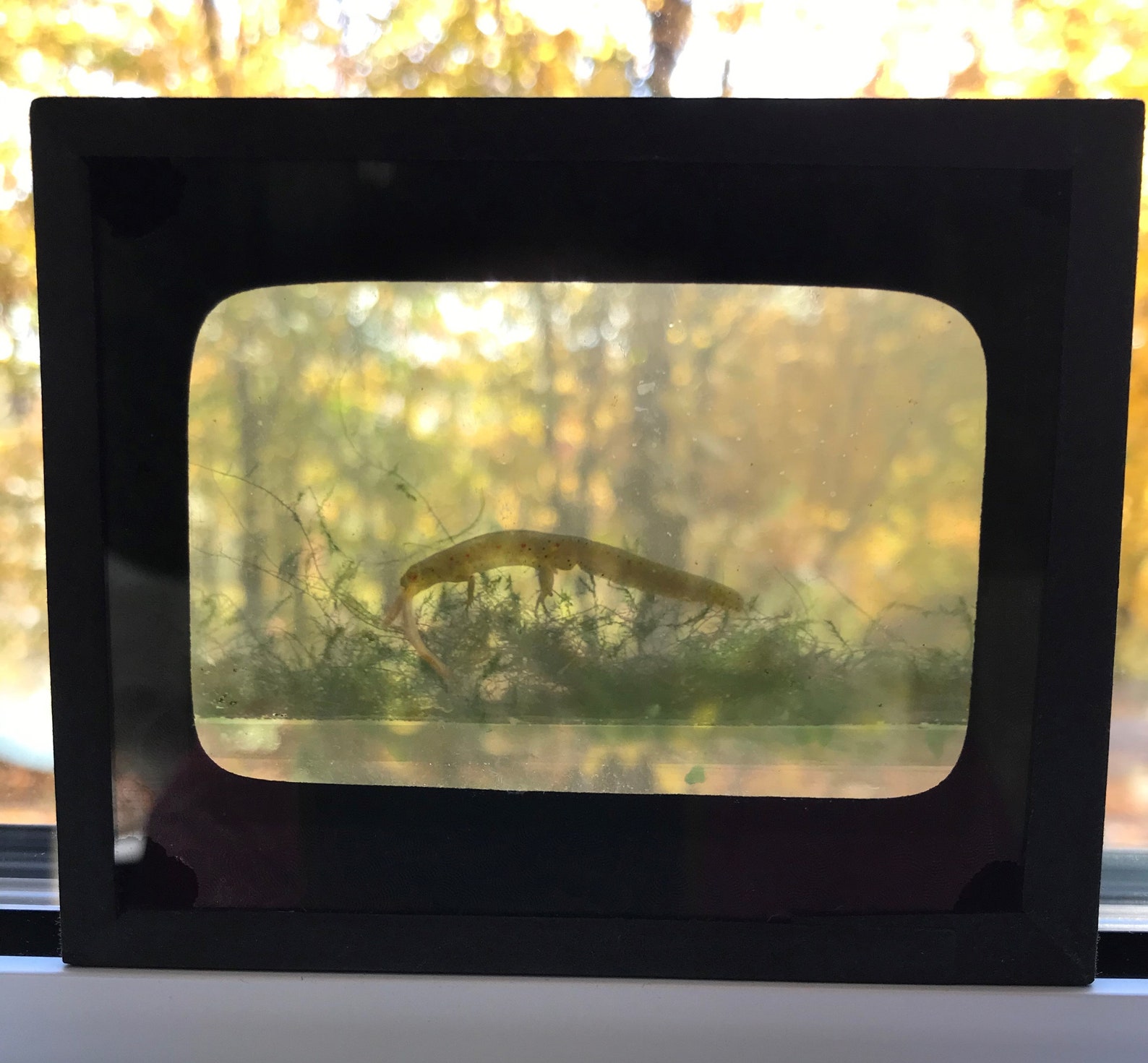 Antique 'eastern Newt' Glass Lantern Slide - National Museum of Canada ...