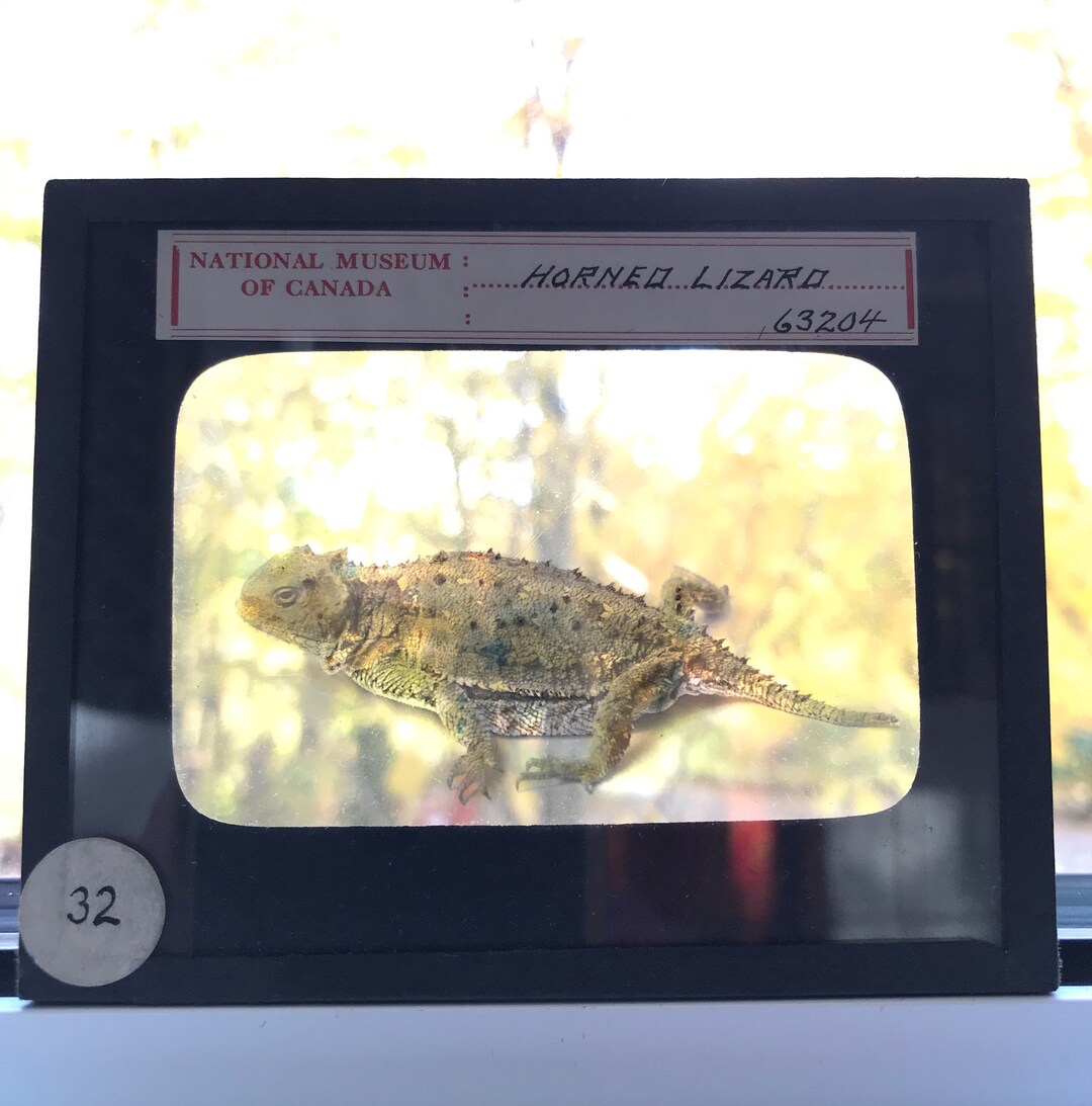 Antique 'horned Lizard' Glass Lantern Slide - National Museum of Canada ...