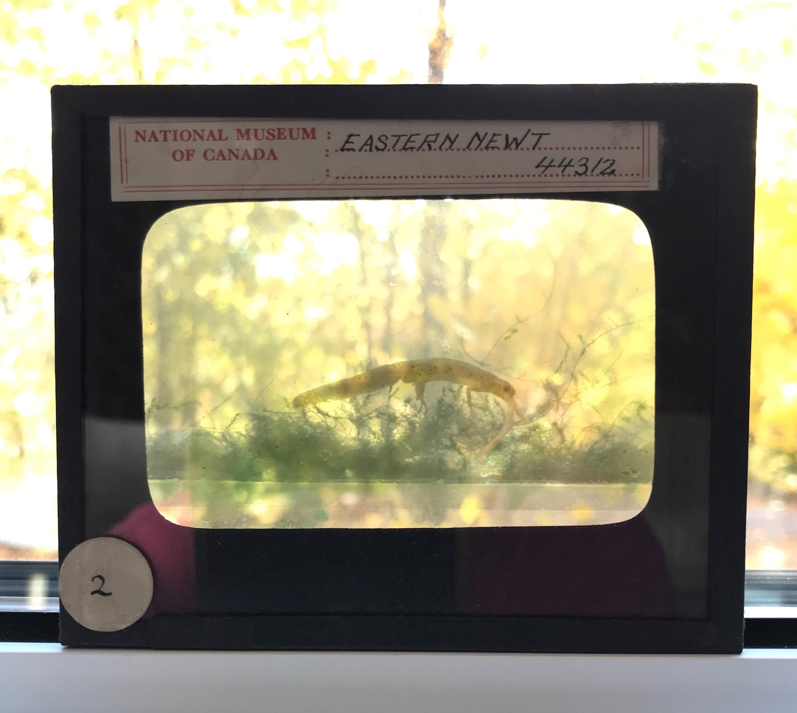 Antique 'eastern Newt' Glass Lantern Slide - National Museum of Canada ...