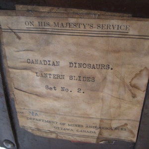 Antique 'eastern Newt' Glass Lantern Slide - National Museum of Canada ...