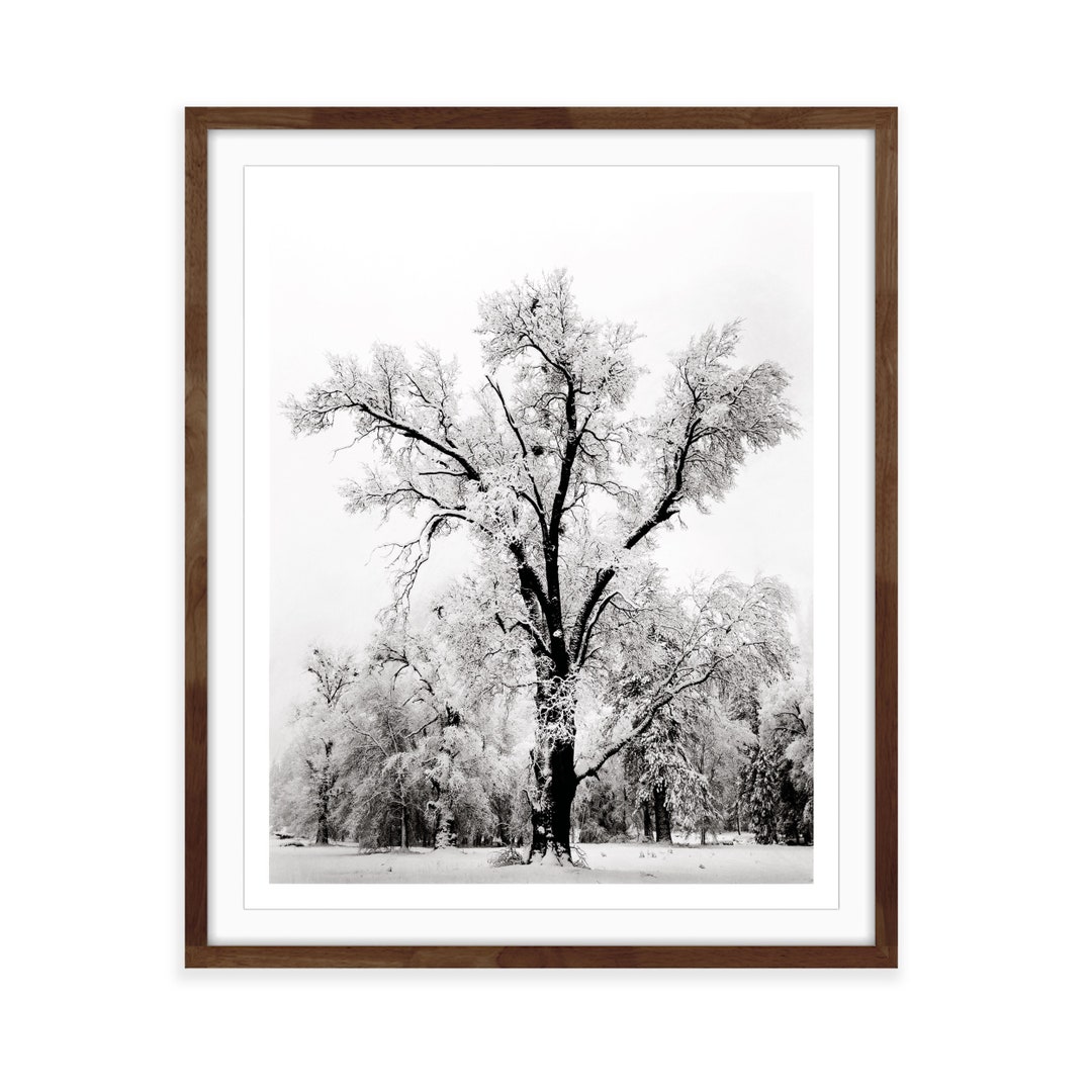 Oak Tree, Snowstorm, Yosemite, Ansel Adams 1948 - Etsy