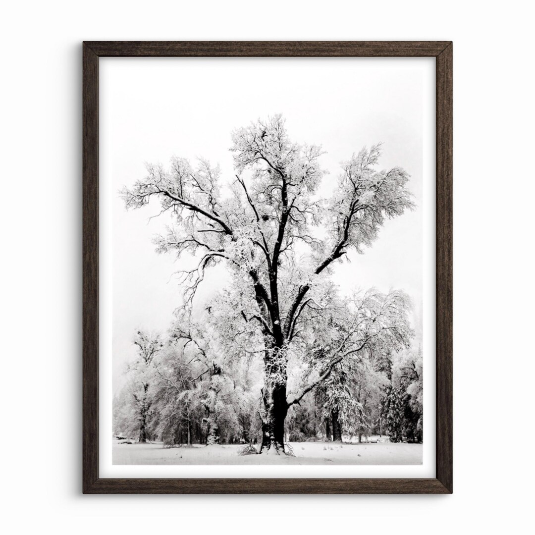 Oak Tree, Snowstorm, Yosemite, Ansel Adams - 1948 UNFRAMED PRINT - Etsy