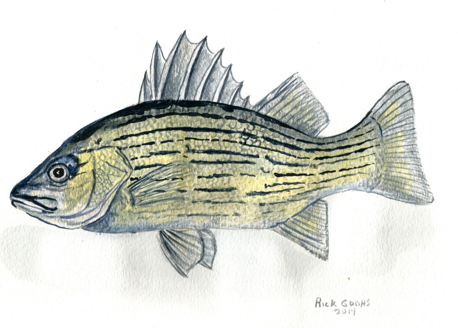 Yellow Bass (original Art) Fish Art, Fish Watercolor, Fish Painting ...