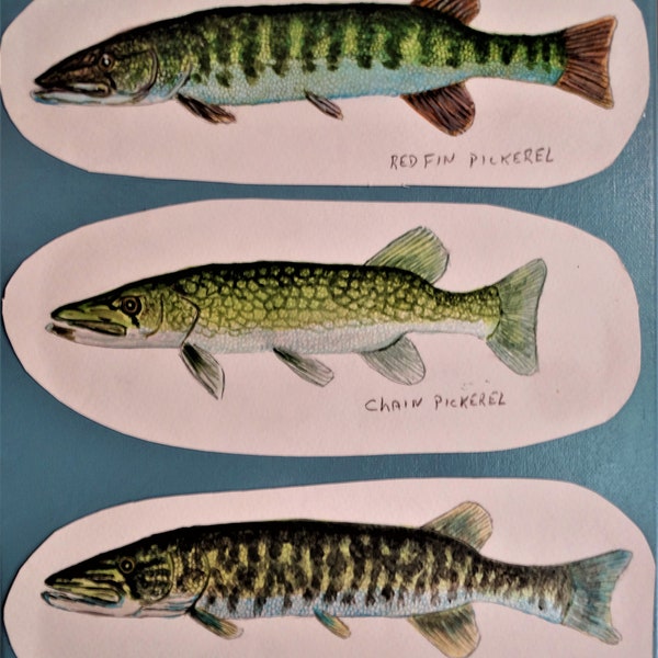 Pickerel - Etsy