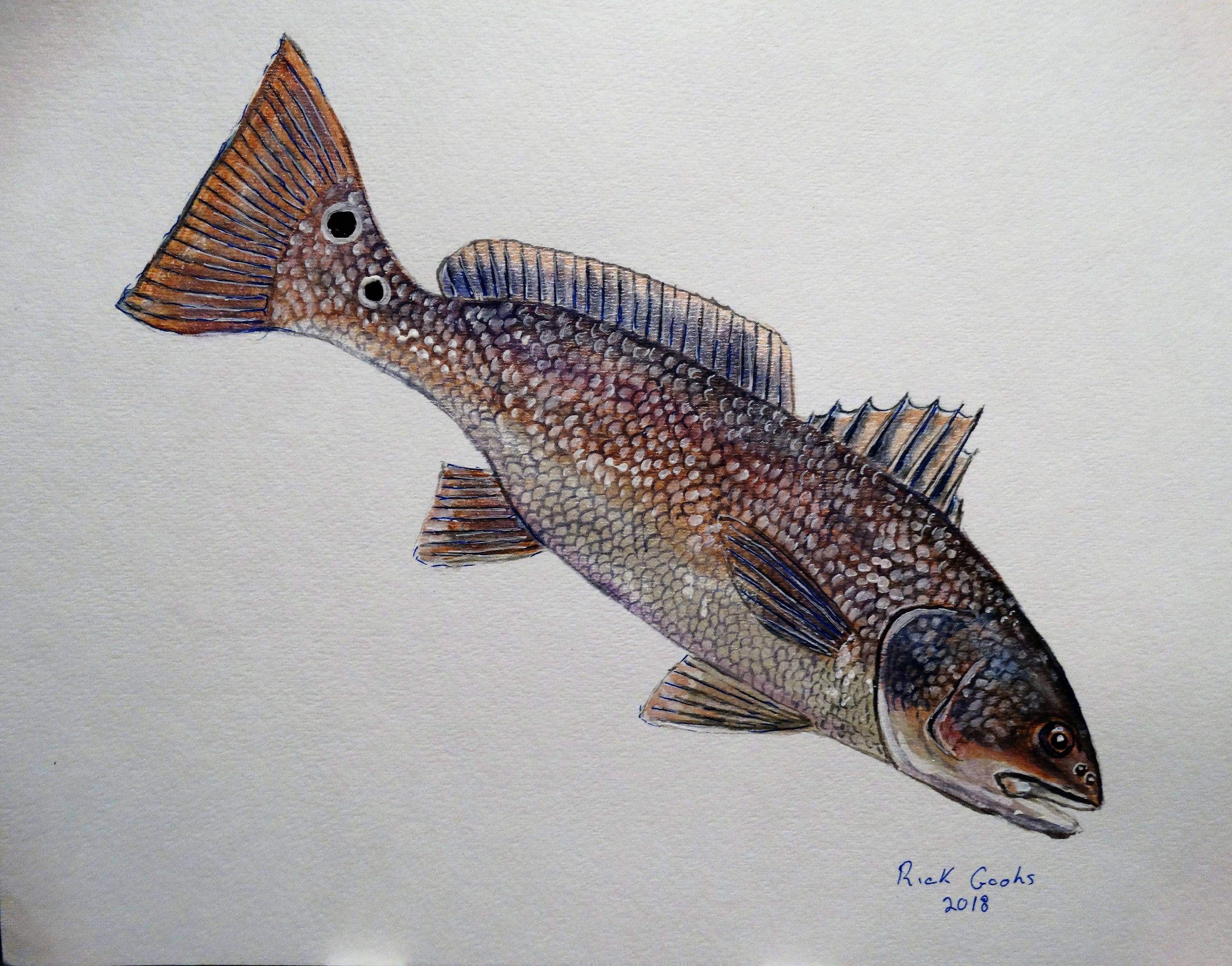Red Drum Fish Drawing