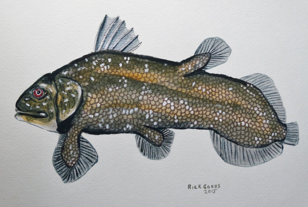 Coelacanth Living Fossil (original Painting), Fish Art, Fish Watercolor ...