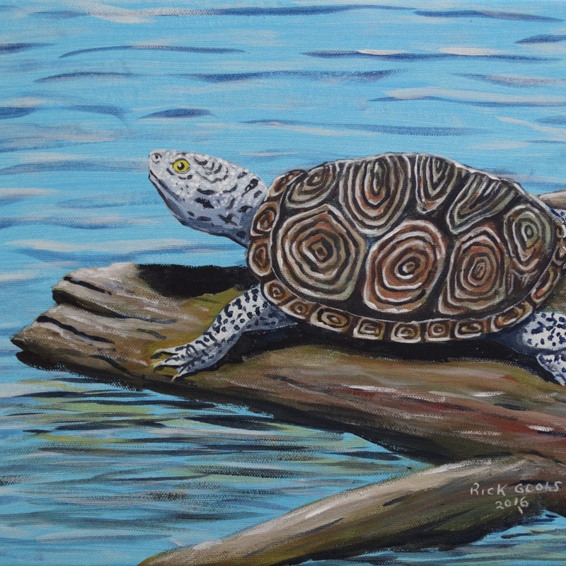 Terrapin Turtle - Etsy