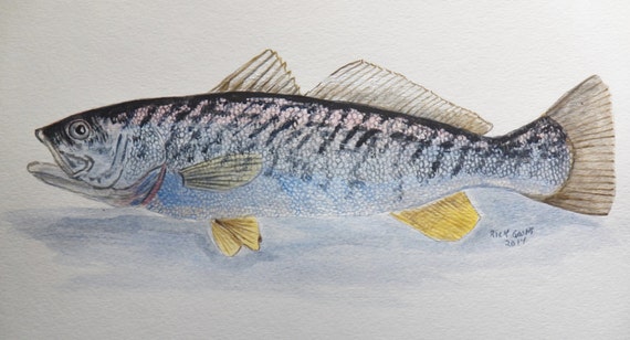 Weakfish original Fish Art Watercolor | Etsy