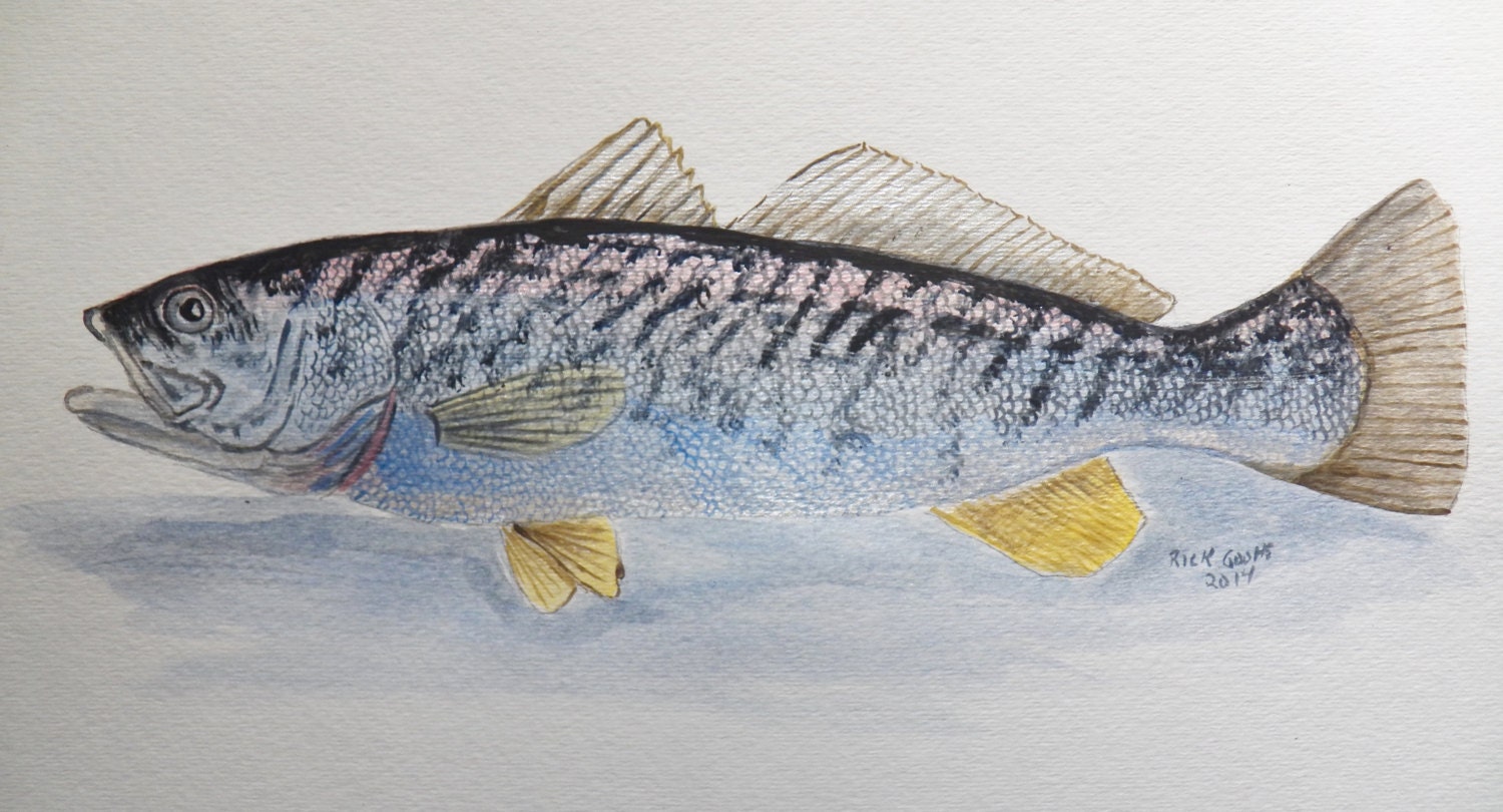 Weakfish original fish art watercolor - Etsy.de