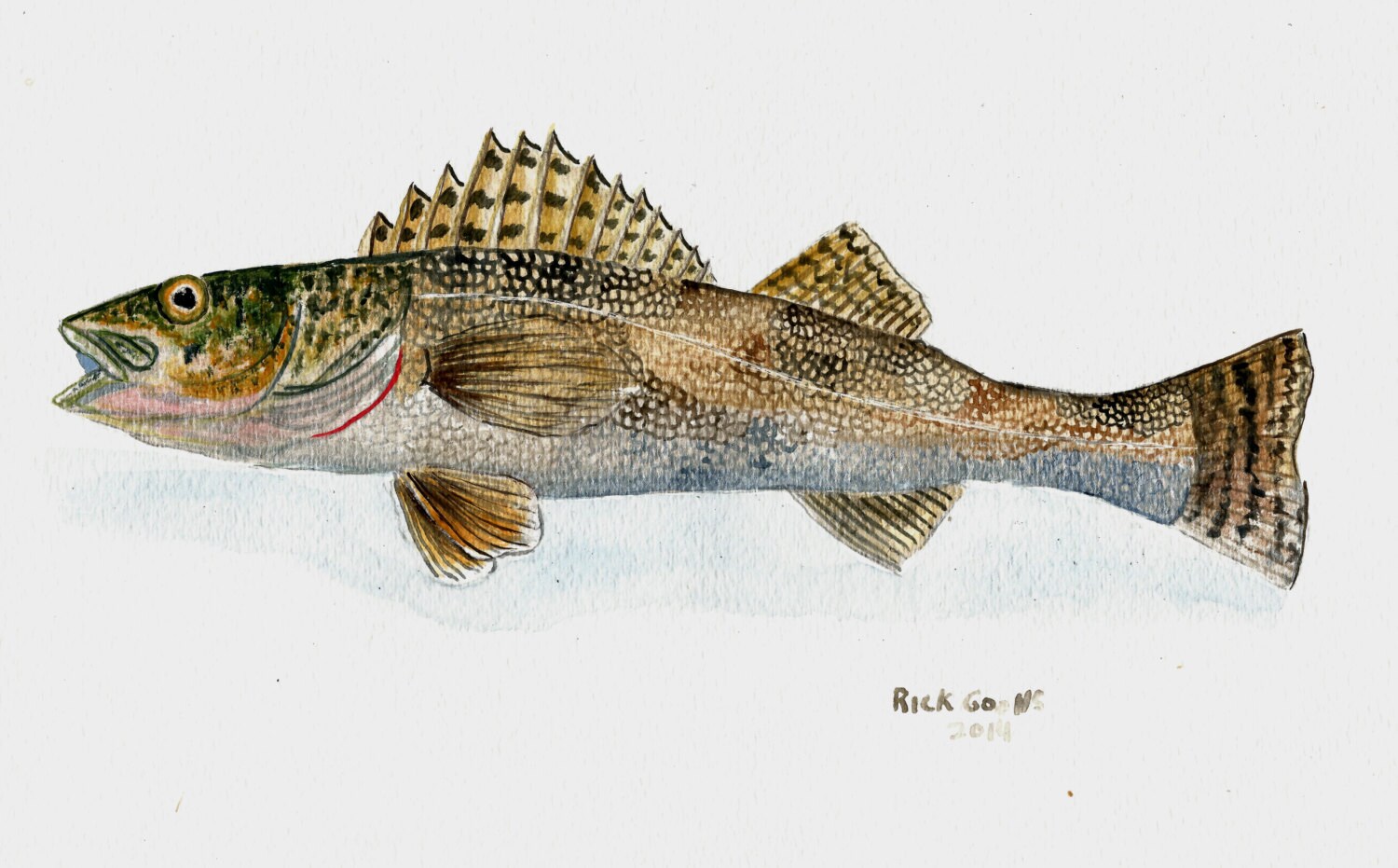 Sauger Fish