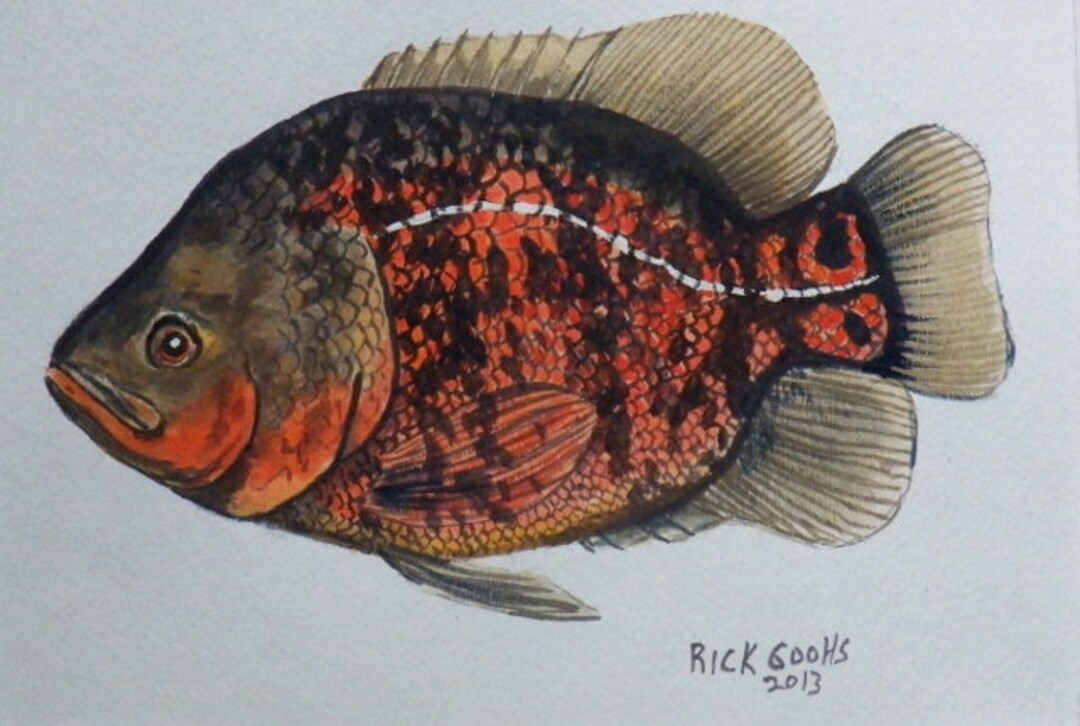 Oscar Fish (original Watercolor), Fish Art, Aquarium Fish Painting ...