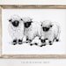 Valais Blacknose Sheep Download Vintage Farmhouse Decor Sheep Art Print ...