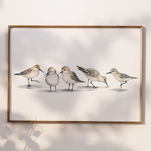 Sandpiper Wall Art Coastal Wall Art Shore Bird Watercolor Sandpiper ...