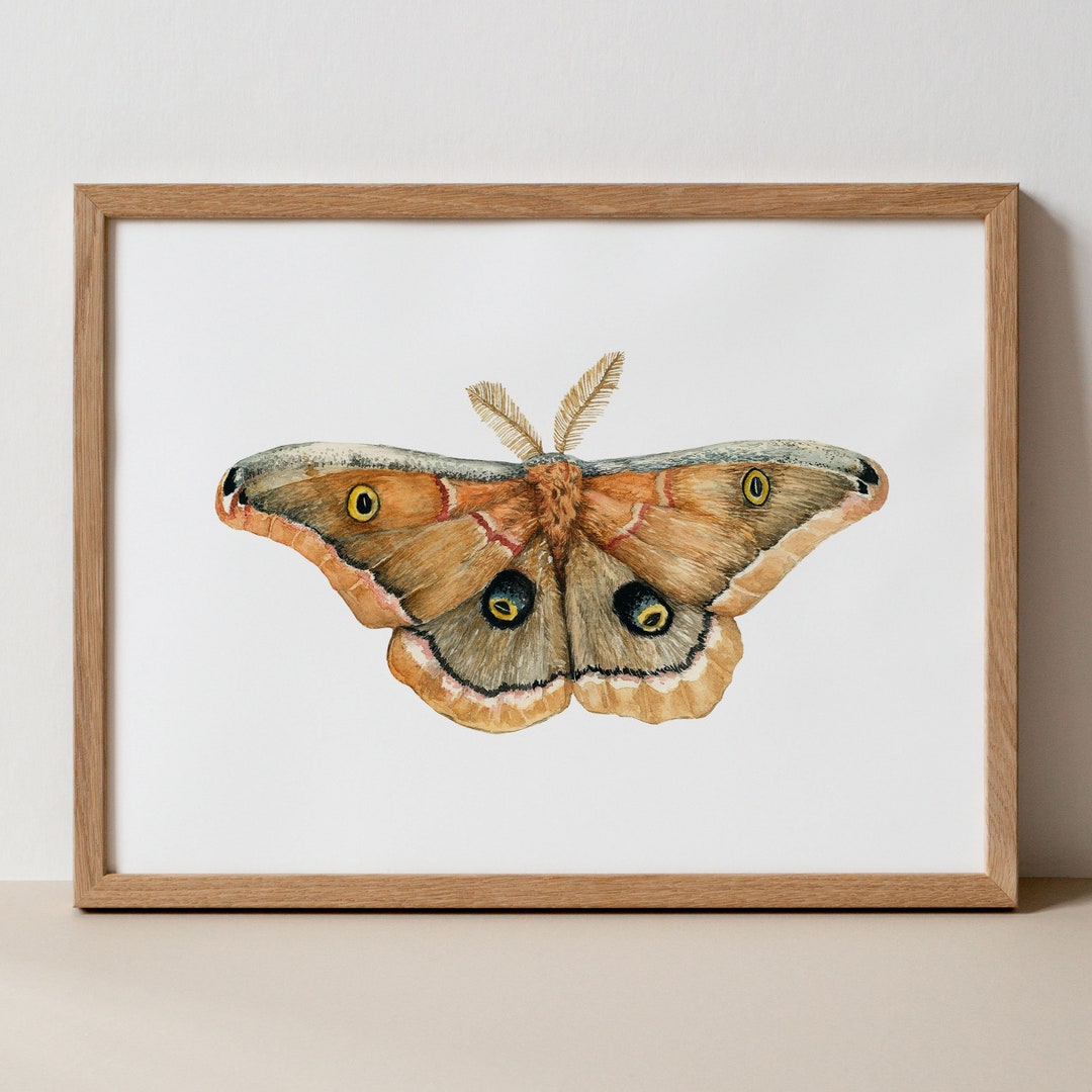 Polyphemus Moth Wall Art Print Polyphemus Moth Print Cottagecore Decor ...