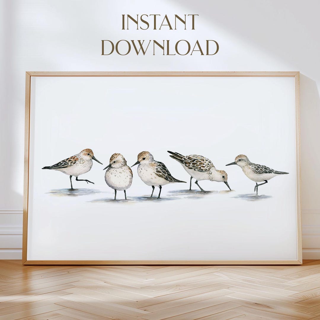 Sandpiper Wall Art Coastal Wall Art Shore Bird Watercolor Sandpiper ...