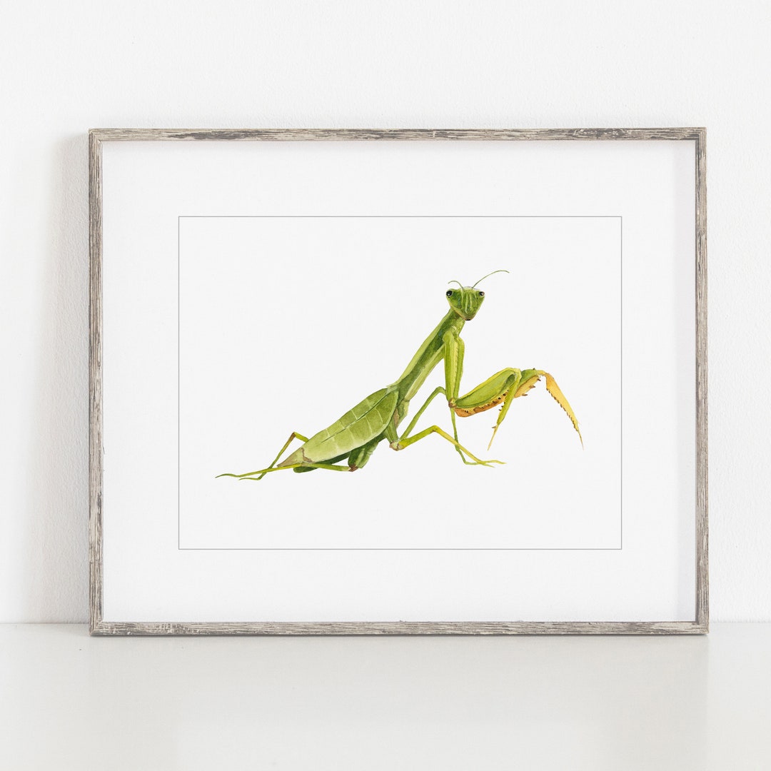 Praying Mantis Art Mantis Gift Praying Mantis Poster Watercolor Mantis ...