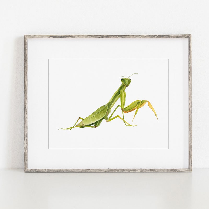Praying Mantis - Etsy