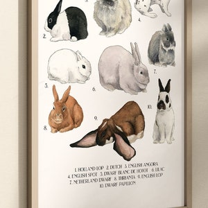 Rabbit Breed Poster Animal Montessori Poster Kid Playroom Decor Farm ...