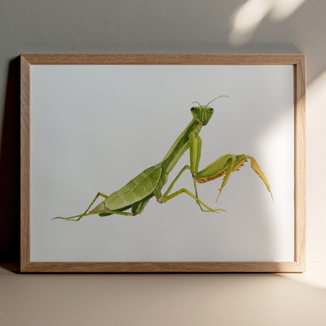 Praying Mantis Print Praying Mantis Poster Beneficial Insect Gift for ...